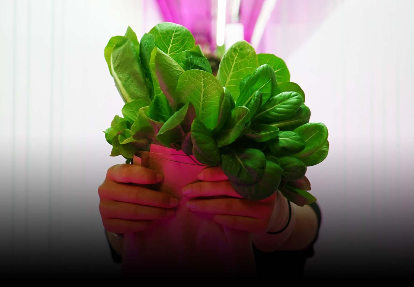 Farms - SAITEX International